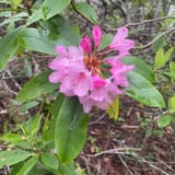 Mount June Trail, Oregon - 239 Reviews, Map | AllTrails