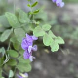 Tibble Fork Loop Trail, Utah - 833 Reviews, Map | AllTrails