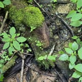 Shades State Park Trail #2, Indiana - 644 Reviews, Map | AllTrails