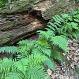 Shades State Park Trail #2, Indiana - 644 Reviews, Map | AllTrails