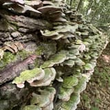 Shades State Park Trail #2, Indiana - 644 Reviews, Map | AllTrails