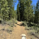 Fall River Loop, Oregon - 552 Reviews, Map | AllTrails