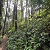 Mount Rose Trail, Washington - 1,387 Reviews, Map | AllTrails
