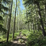 Ben Tyler Trail, Colorado - 722 Reviews, Map | AllTrails