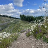 Cable Line Trail to West Tiger #3, Washington - 2,496 Reviews, Map ...