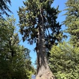 Quinault Big Sitka Spruce Tree Trail, Washington - 588 Reviews, Map ...