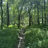 Patton Cave via Hayes and Patton Cave Trail, Indiana - 401 Reviews, Map ...