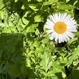 Spider Meadow via Phelps Creek Trail, Washington - 322 Reviews, Map ...