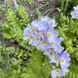 Spider Meadow via Phelps Creek Trail, Washington - 322 Reviews, Map ...