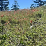 Loowit Loop, Washington - 437 Reviews, Map | AllTrails