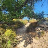Ocean Overlook Loop, California - 1,003 Reviews, Map | AllTrails