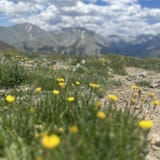 Hope Pass via Willis Gulch Trail, Colorado - 463 Reviews, Map | AllTrails