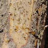 Fatmans Loop Trail, Arizona - 5,587 Reviews, Map | AllTrails