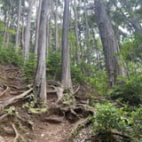 Judd Trail, Oahu, Hawaii - 2,683 Reviews, Map | AllTrails