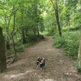 Hackfall Explorer, North Yorkshire, England - 428 Reviews, Map | AllTrails