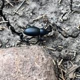 Ice Cave via Blue Ridge Cave Trail No. 608, Arizona - 525 Reviews, Map ...