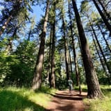 Washington Park Loop, Oregon - 1,790 Reviews, Map | AllTrails