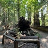 Rockefeller Loop Trail, California - 683 Reviews, Map | AllTrails