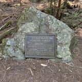 Rockefeller Loop Trail, California - 715 Reviews, Map | AllTrails