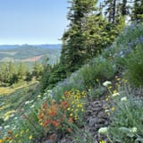 Cone Peak Trail, Oregon - 804 Reviews, Map | AllTrails