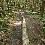 Andrews Bald Trail, North Carolina - 2,641 Reviews, Map | AllTrails