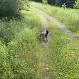 Miller Mountain Trail Loop, Pennsylvania - 243 Reviews, Map | AllTrails