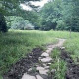 Seneca Creek Trail, West Virginia - 331 Reviews, Map | AllTrails