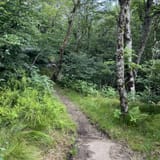 Wizards Way, North Carolina - 221 Reviews, Map | AllTrails