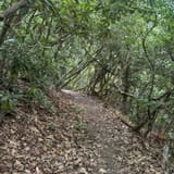 The Boogerman Trail [CLOSED], North Carolina - 530 Reviews, Map | AllTrails