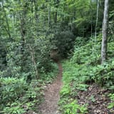The Boogerman Trail [CLOSED], North Carolina - 530 Reviews, Map | AllTrails