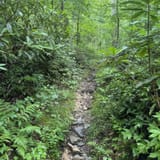 The Boogerman Trail [CLOSED], North Carolina - 530 Reviews, Map | AllTrails
