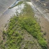 Spring Lake Loop, California - 1,624 Reviews, Map | AllTrails