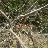 Cibolo Creek Main Trail, Texas - 667 Reviews, Map | AllTrails