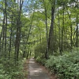 Dukes Creek Trail, Georgia - 3,383 Reviews, Map | AllTrails