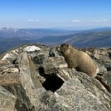 Mount Chapin, Chiquita, and Ypsilon Mountain via Chapin Pass Trail ...