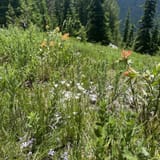 Silver Forest Trail, Washington - 533 Reviews, Map | AllTrails