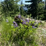 Silver Forest Trail, Washington - 533 Reviews, Map | AllTrails