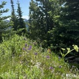 Silver Forest Trail, Washington - 533 Reviews, Map | AllTrails