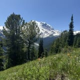 Silver Forest Trail, Washington - 533 Reviews, Map | AllTrails