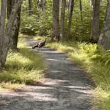 Limberlost Trail, Virginia - 976 Reviews, Map | AllTrails