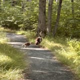 Limberlost Trail, Virginia - 976 Reviews, Map | AllTrails