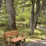 Limberlost Trail, Virginia - 976 Reviews, Map | AllTrails