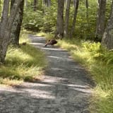 Limberlost Trail, Virginia - 976 Reviews, Map | AllTrails