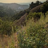 Fryman Canyon Trail, California - 6,350 Reviews, Map | AllTrails