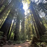 Stout Memorial Grove Trail, California - 2,822 Reviews, Map | AllTrails