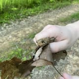 Morrison and Rimrock Trail Loop, Pennsylvania - 546 Reviews, Map ...