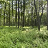 Morrison and Rimrock Trail Loop, Pennsylvania - 546 Reviews, Map ...