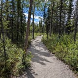 Taiga Trail, Alaska - 153 Reviews, Map | AllTrails