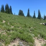 Silver Forest Trail, Washington - 533 Reviews, Map | AllTrails