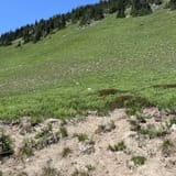 Silver Forest Trail, Washington - 533 Reviews, Map | AllTrails